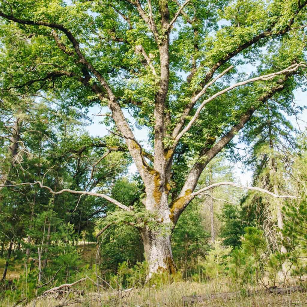Memorial Trees With Ashes: Natural, Eco-Friendly Tree Cemetery Near Me