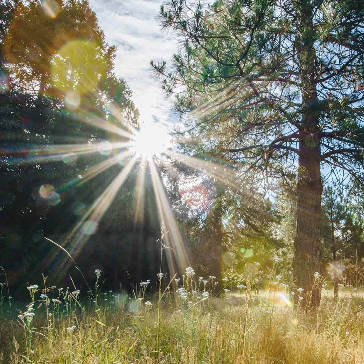Memorial Trees With Ashes: Natural, Eco-Friendly Tree Cemetery Near Me