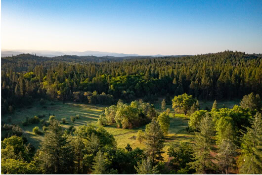Memorial Trees With Ashes: Natural, Eco-Friendly Tree Cemetery Near Me