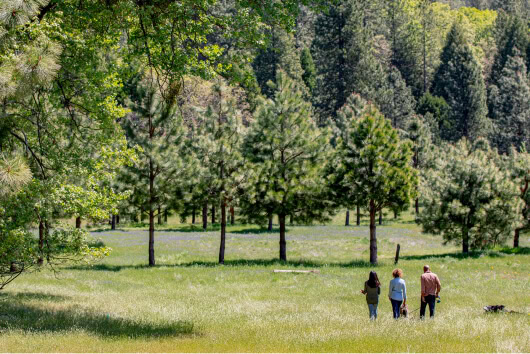 Memorial Trees With Ashes: Natural, Eco-Friendly Tree Cemetery Near Me
