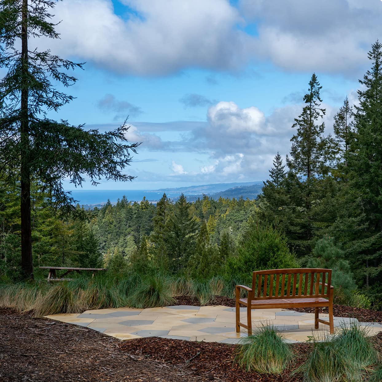 Point Arena Memorial Forest | Redwood Tree Cemetery | Everis