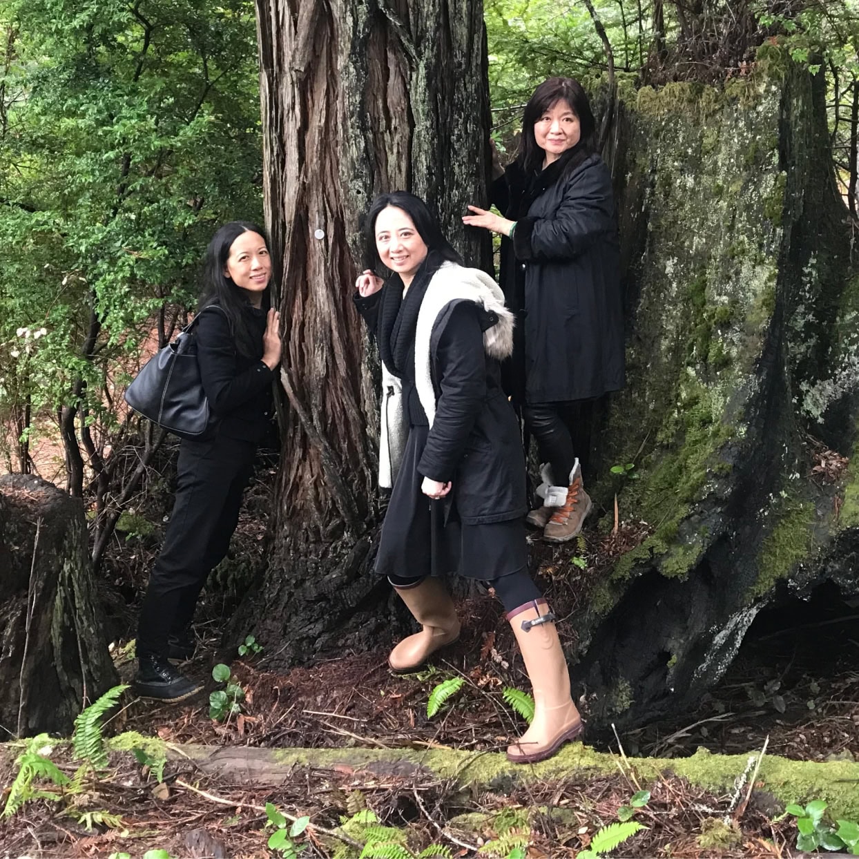Point Arena Memorial Forest | Redwood Tree Cemetery | Everis