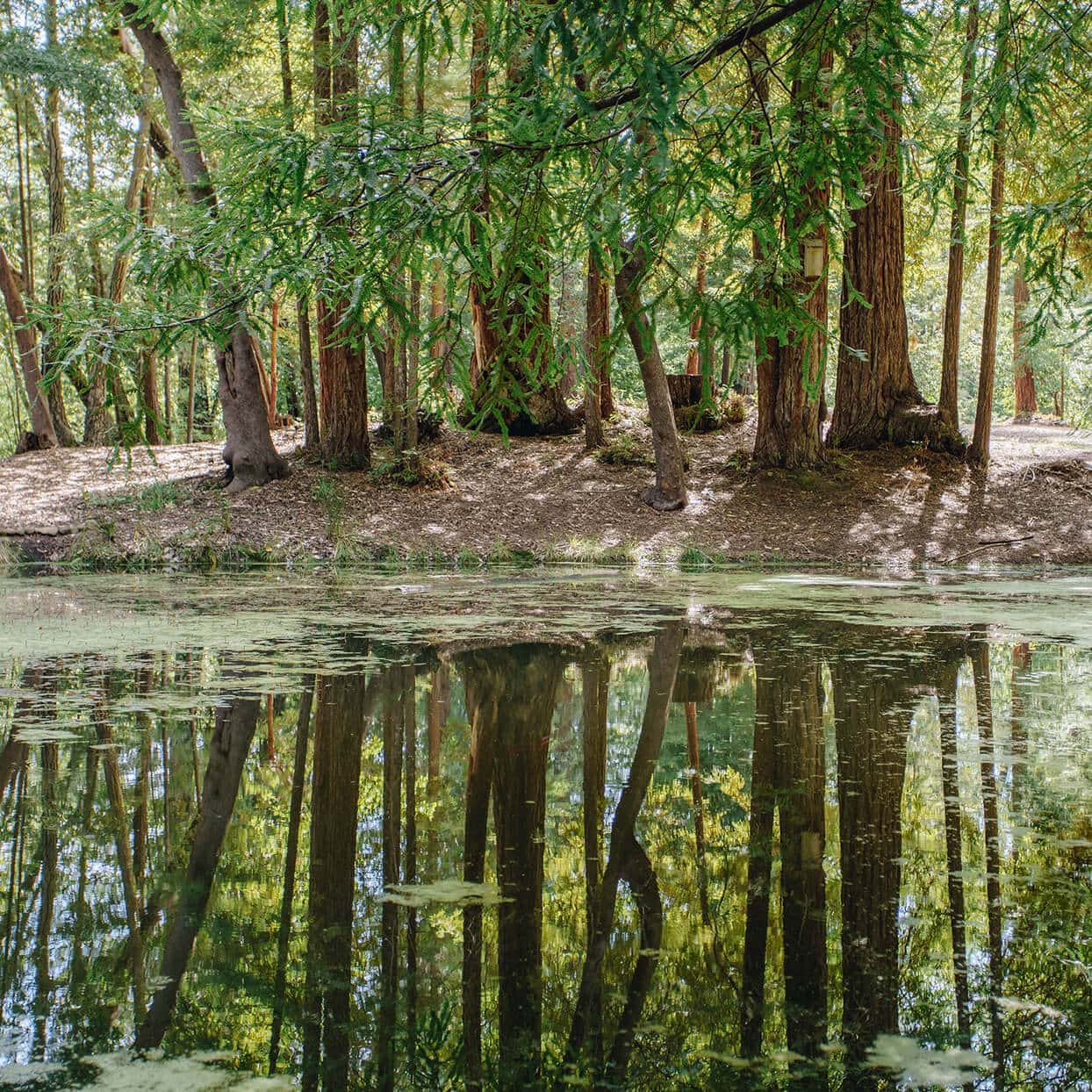 Santa Cruz Memorial Forest | Redwood Tree Cemetery | Everis