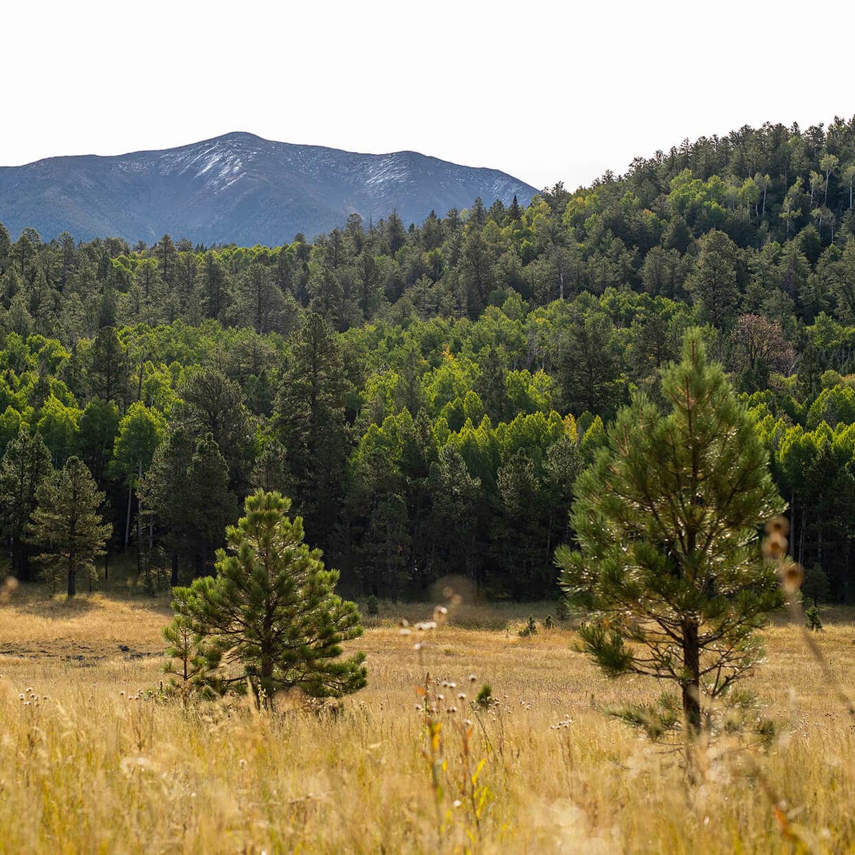 Flagstaff Memorial Forest | Tree Cemetery & Forest Burial in Northern ...