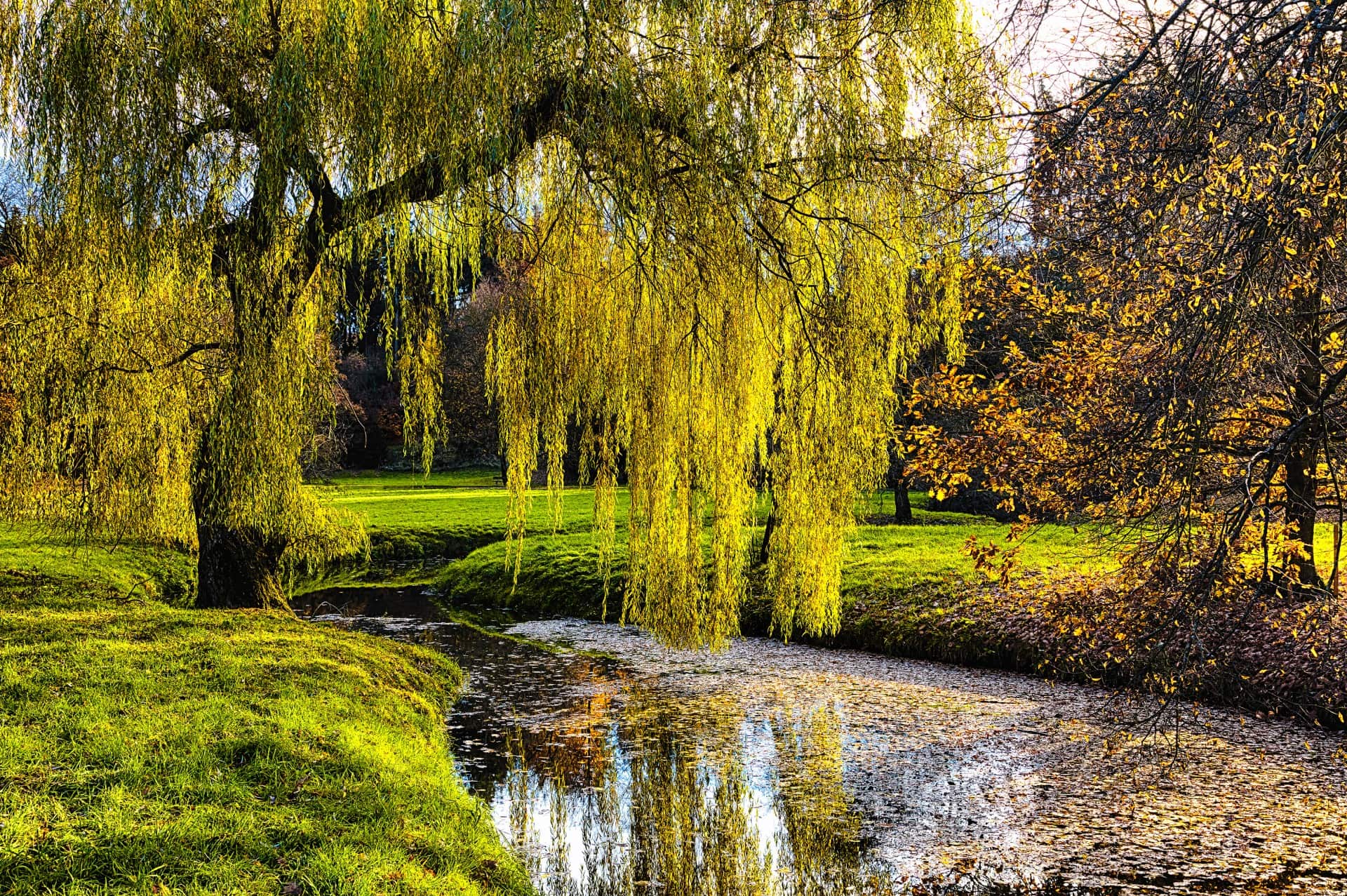 Willow Tree Symbolism: Meaning, History & Spiritual Significance