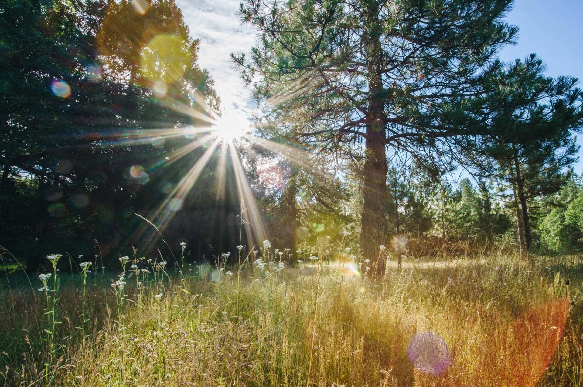 Symbolism of Trees: Meanings, Cultural History & Spiritual Significance