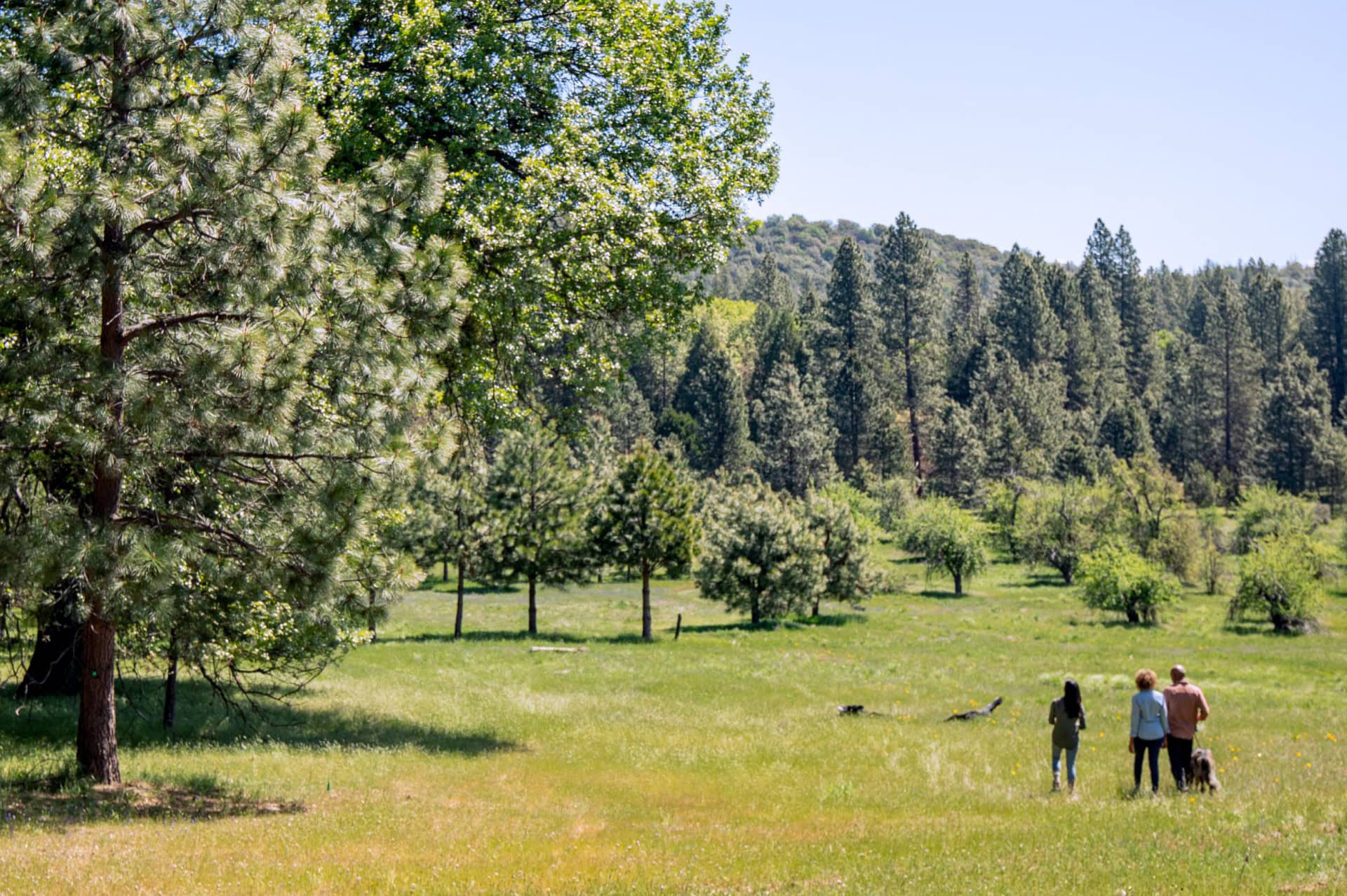 What Trees Live the Longest? Nature’s Oldest and Most Resilient Species